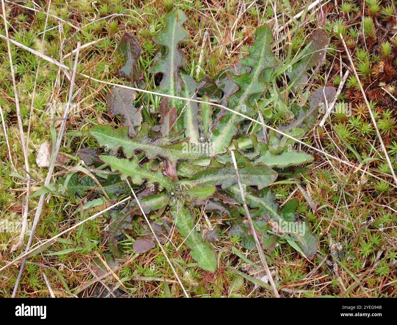 Common Cat's-ear (Hypochaeris radicata Stock Photo - Alamy