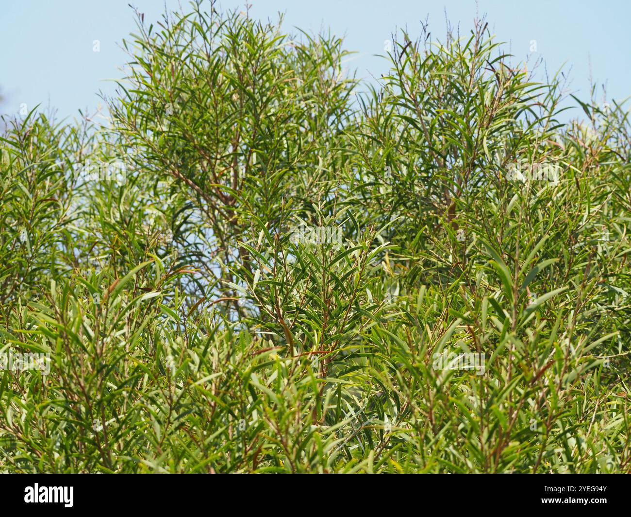 Taiwan Acacia (Acacia confusa Stock Photo - Alamy