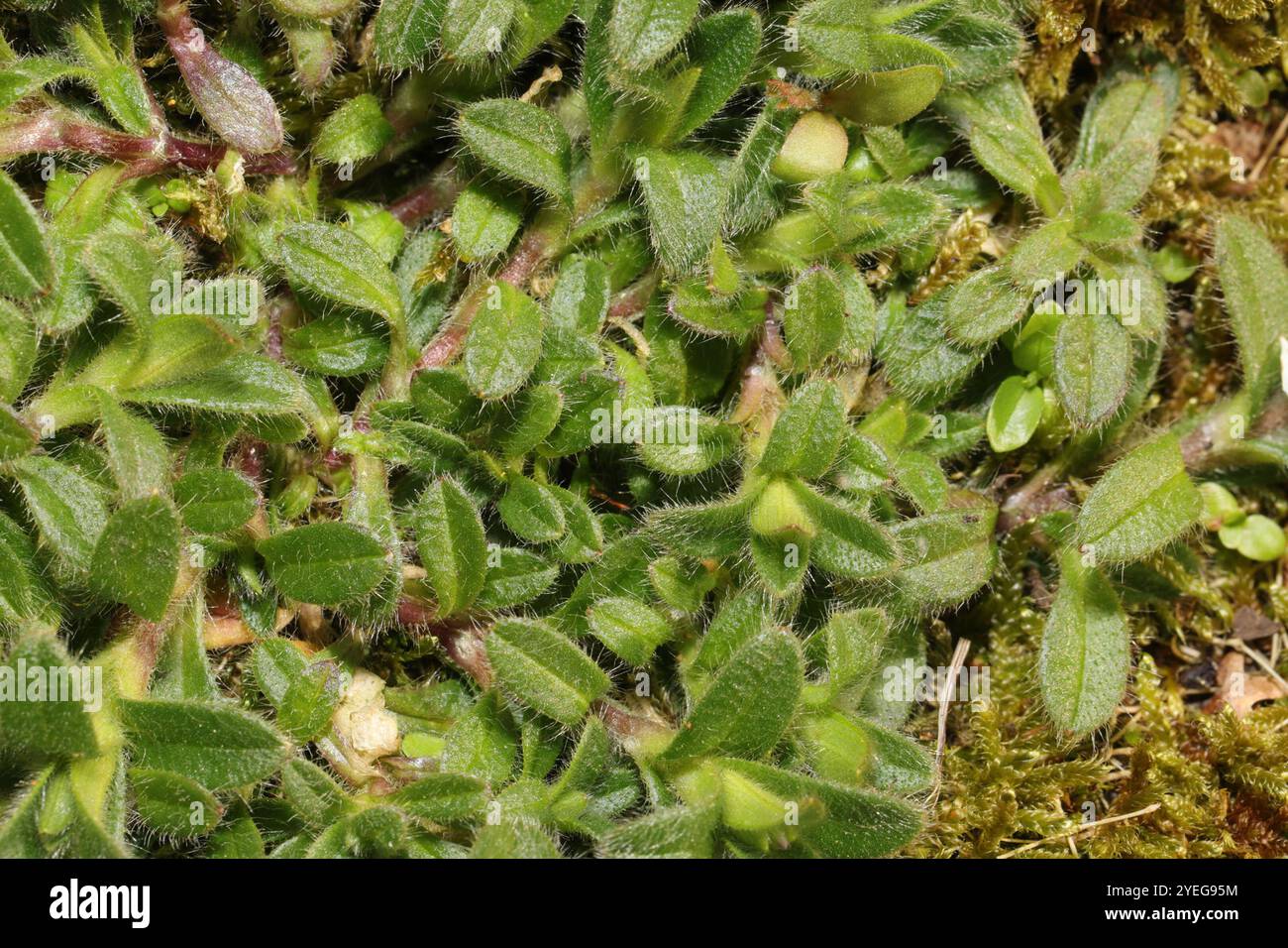 Common mouse-ear chickweed (Cerastium fontanum Stock Photo - Alamy