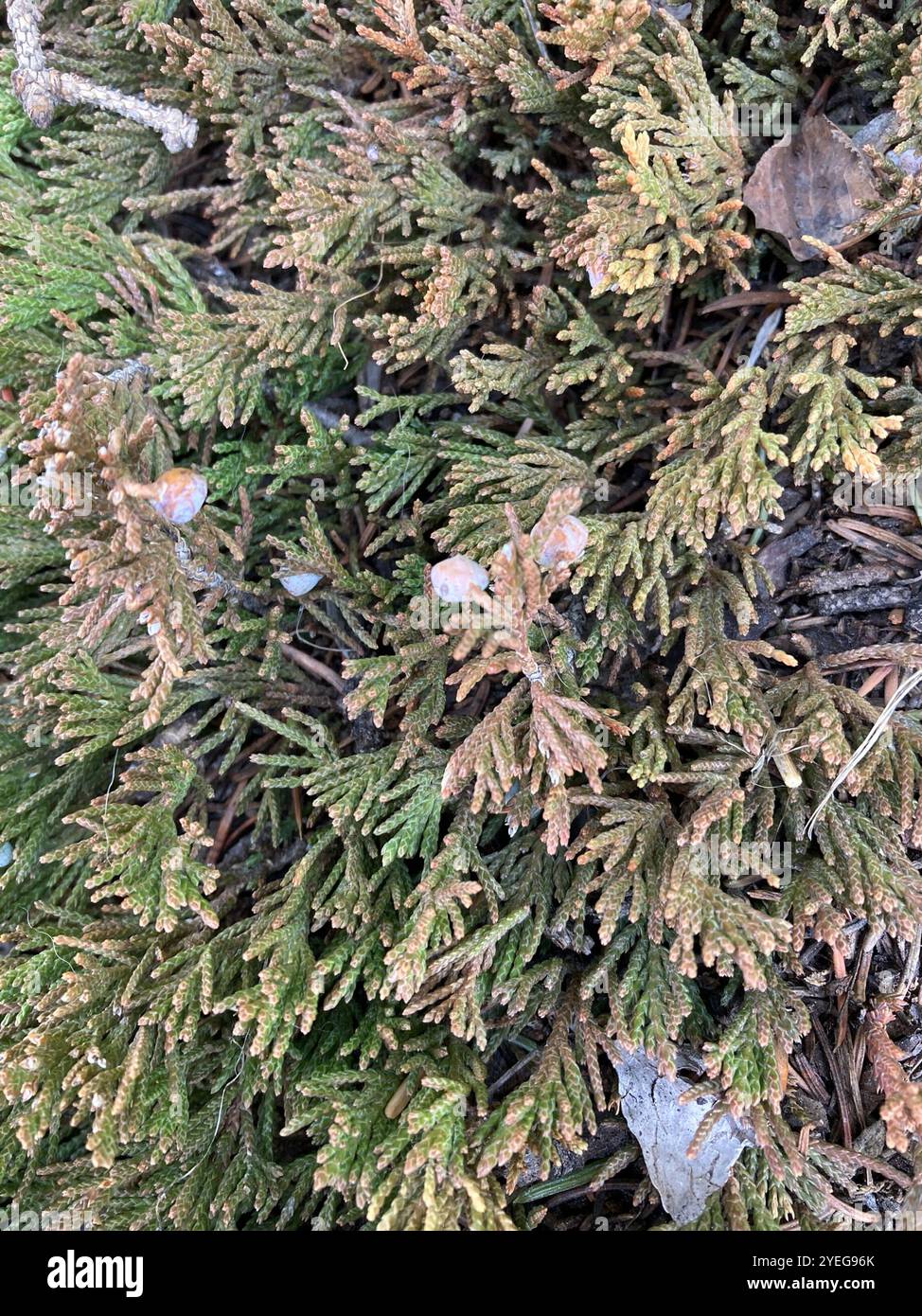 creeping juniper (Juniperus horizontalis Stock Photo - Alamy
