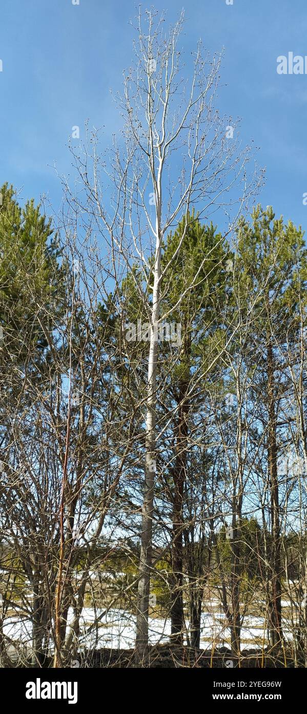 European aspen (Populus tremula Stock Photo - Alamy