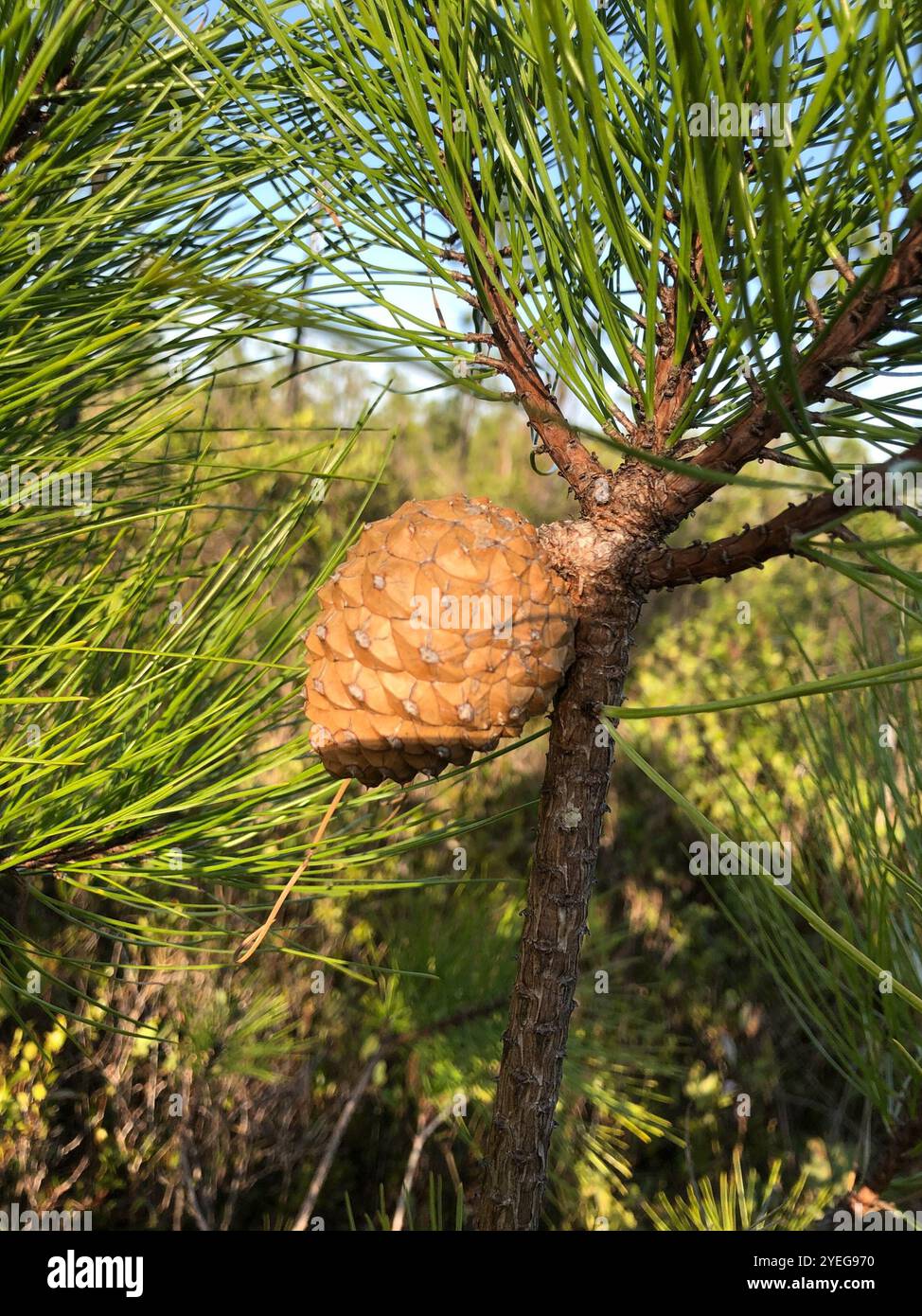 pond pine (Pinus serotina Stock Photo - Alamy
