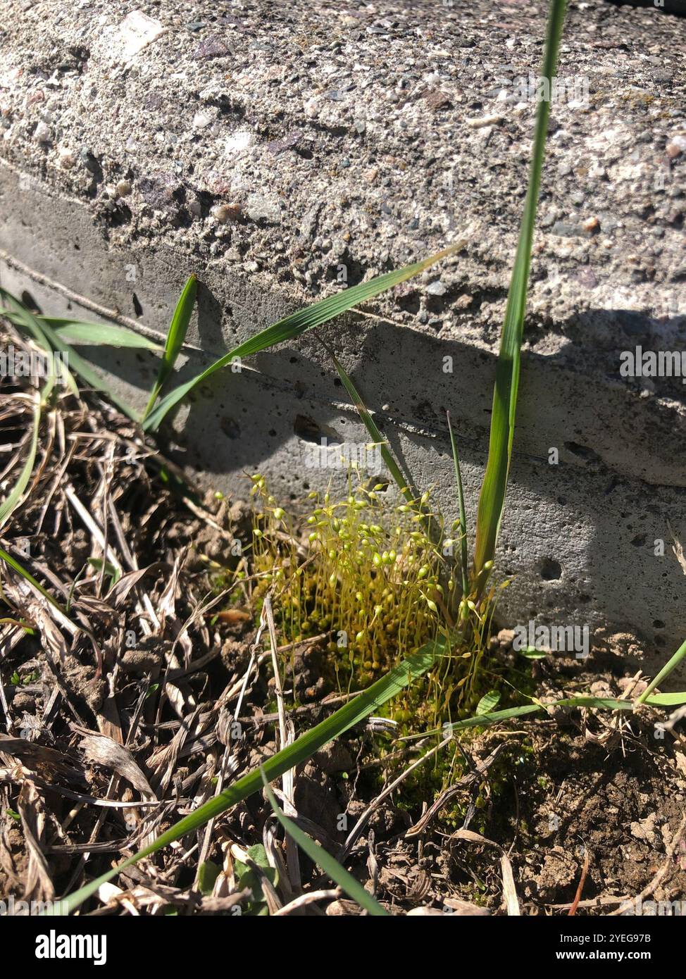 Funaria hi-res stock photography and images - Alamy