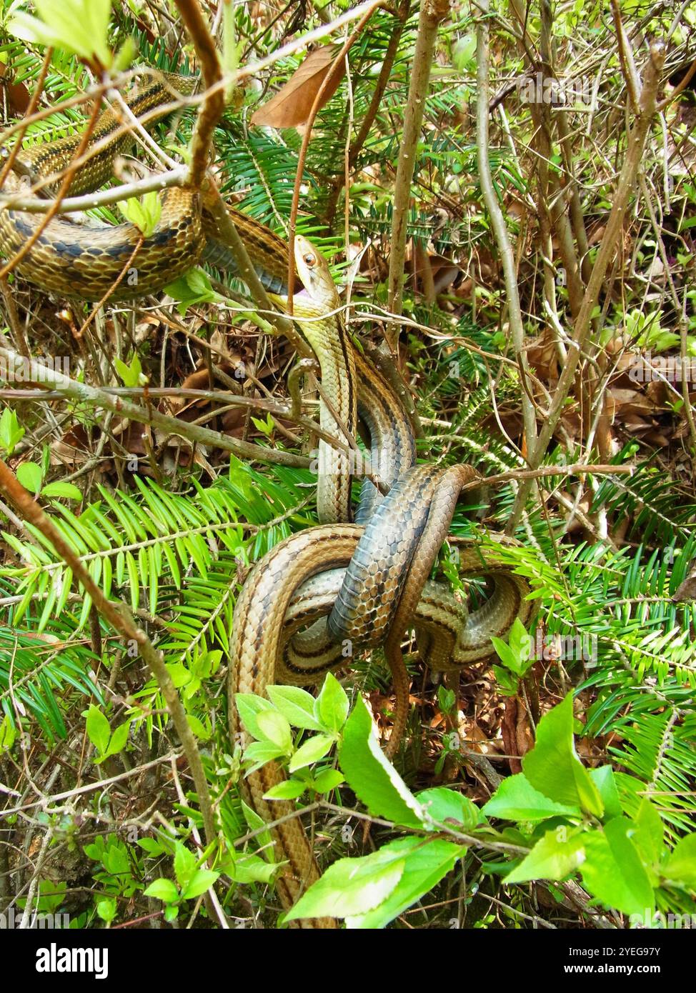 Japanese Four-lined Ratsnake (Elaphe quadrivirgata Stock Photo - Alamy