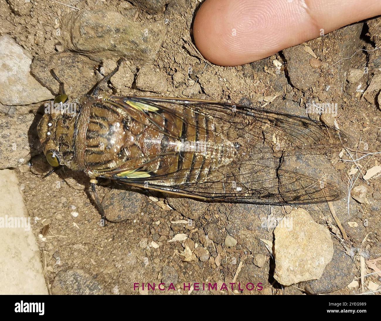 Giant Cicada (Quesada gigas Stock Photo - Alamy