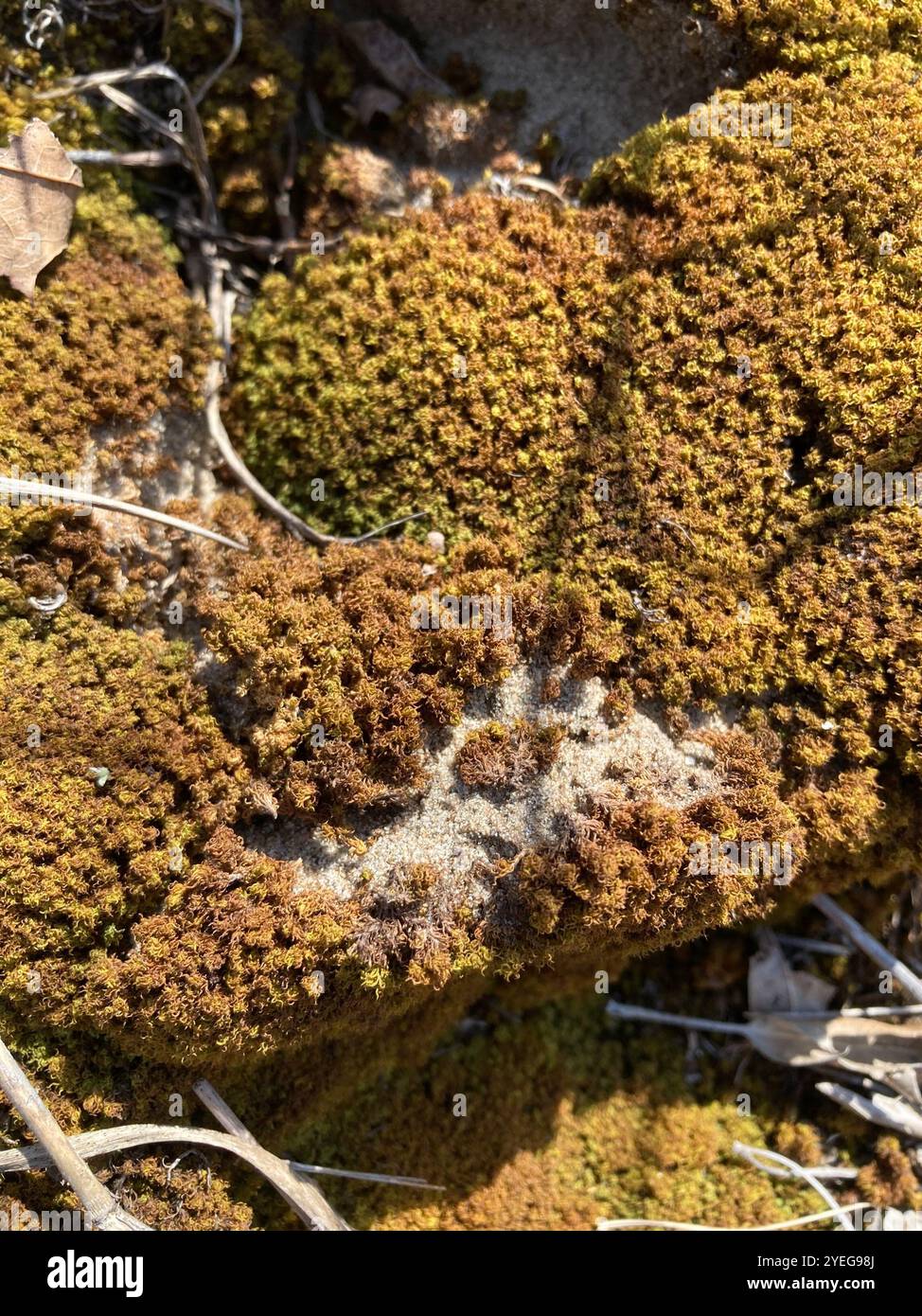 Twisted Moss (Tortella tortuosa Stock Photo - Alamy