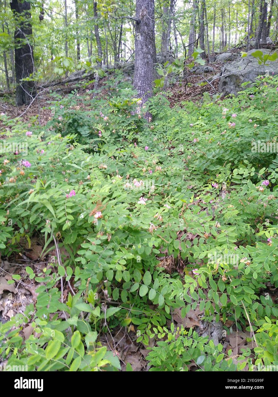 veiny pea (Lathyrus venosus Stock Photo - Alamy