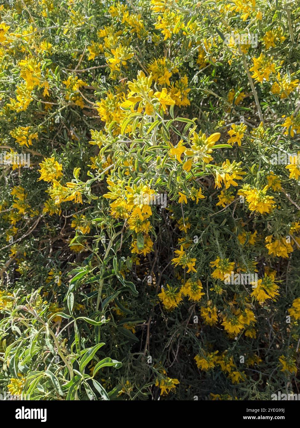Bladderpod (Cleomella arborea Stock Photo - Alamy