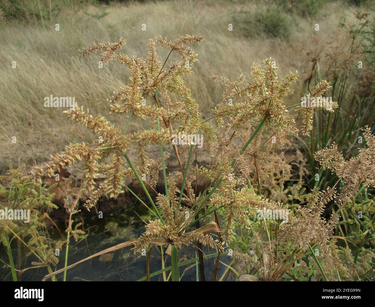 Cyperus dives hi-res stock photography and images - Alamy