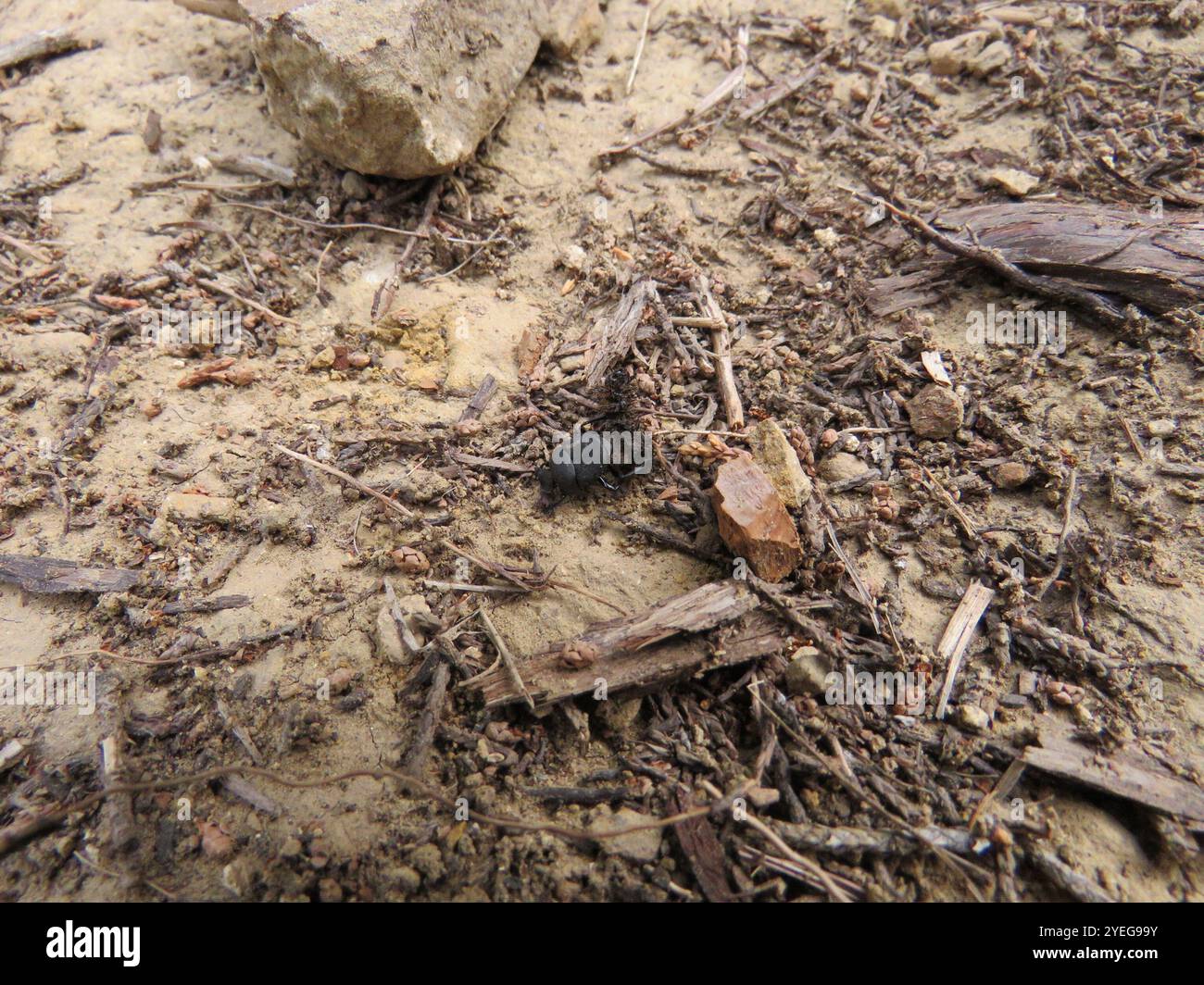 Dung Rollers (Canthon Stock Photo - Alamy