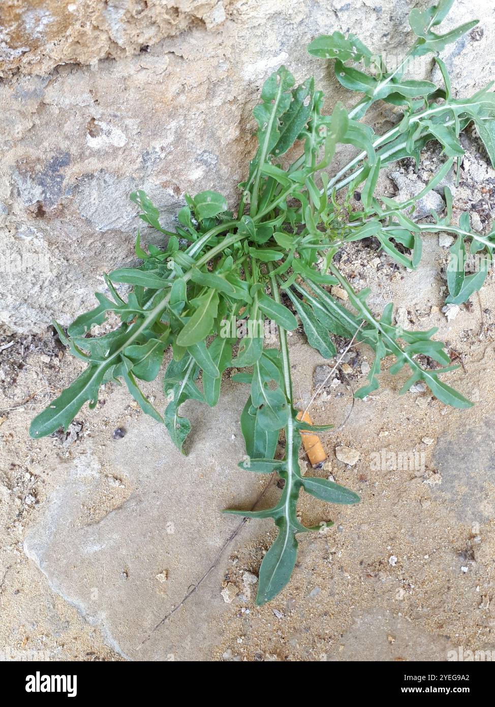 Perennial Wall-rocket (Diplotaxis tenuifolia Stock Photo - Alamy