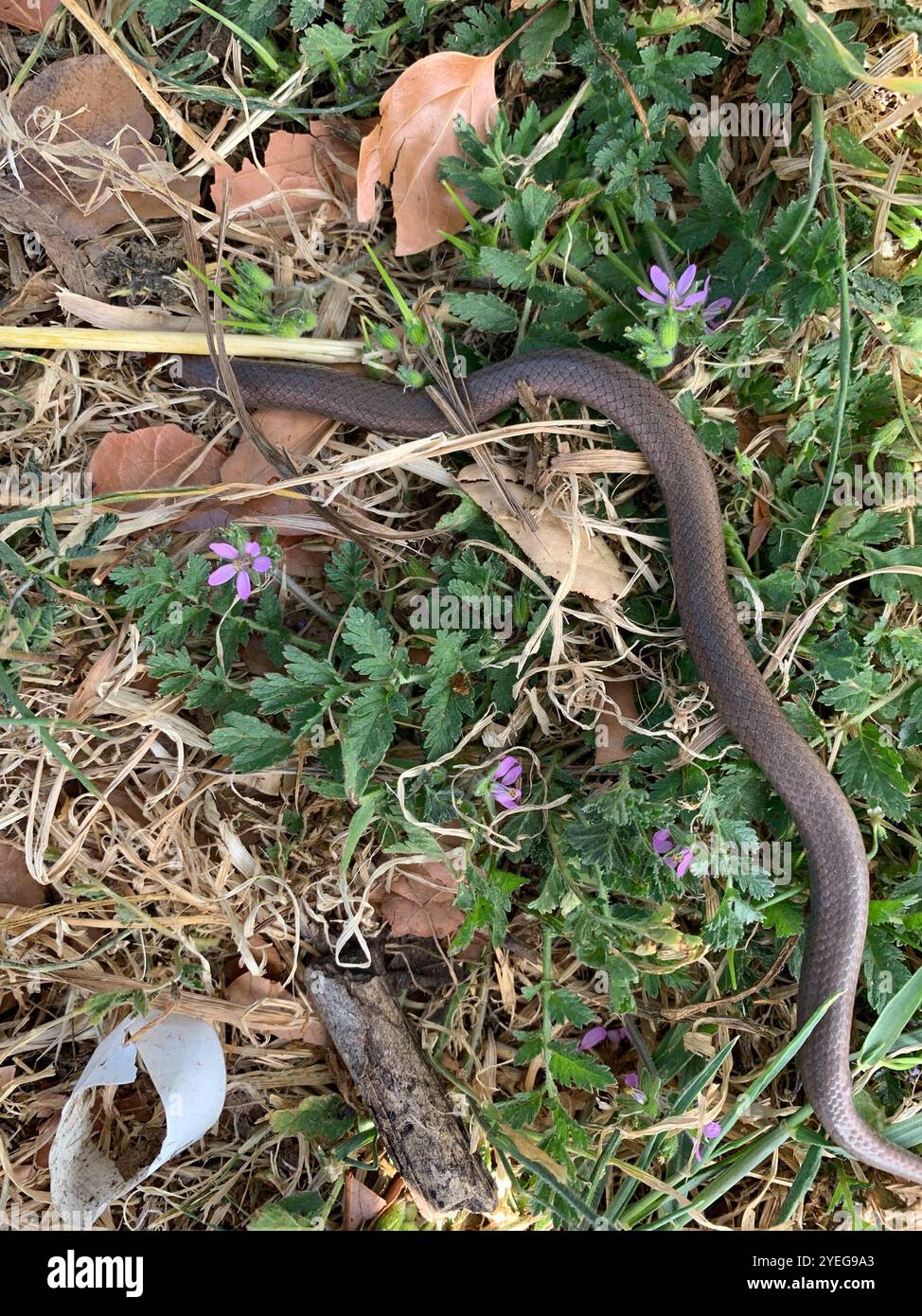 Sharp-tailed Snake (Contia tenuis Stock Photo - Alamy