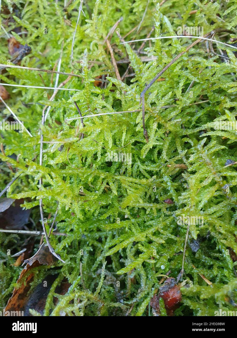 Neat Feather-moss (Pseudoscleropodium purum Stock Photo - Alamy