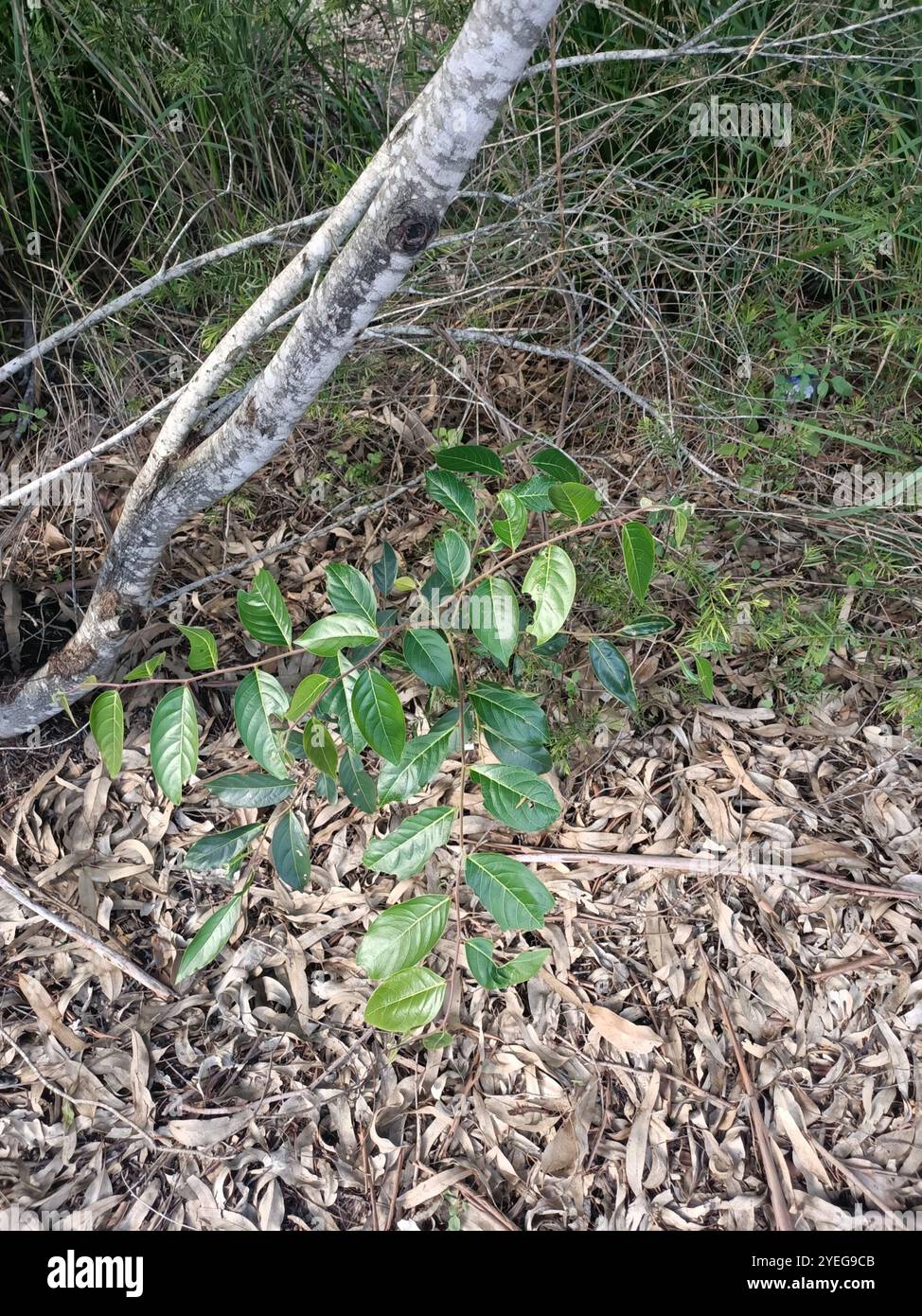 Umbrella cheese tree hi-res stock photography and images - Alamy