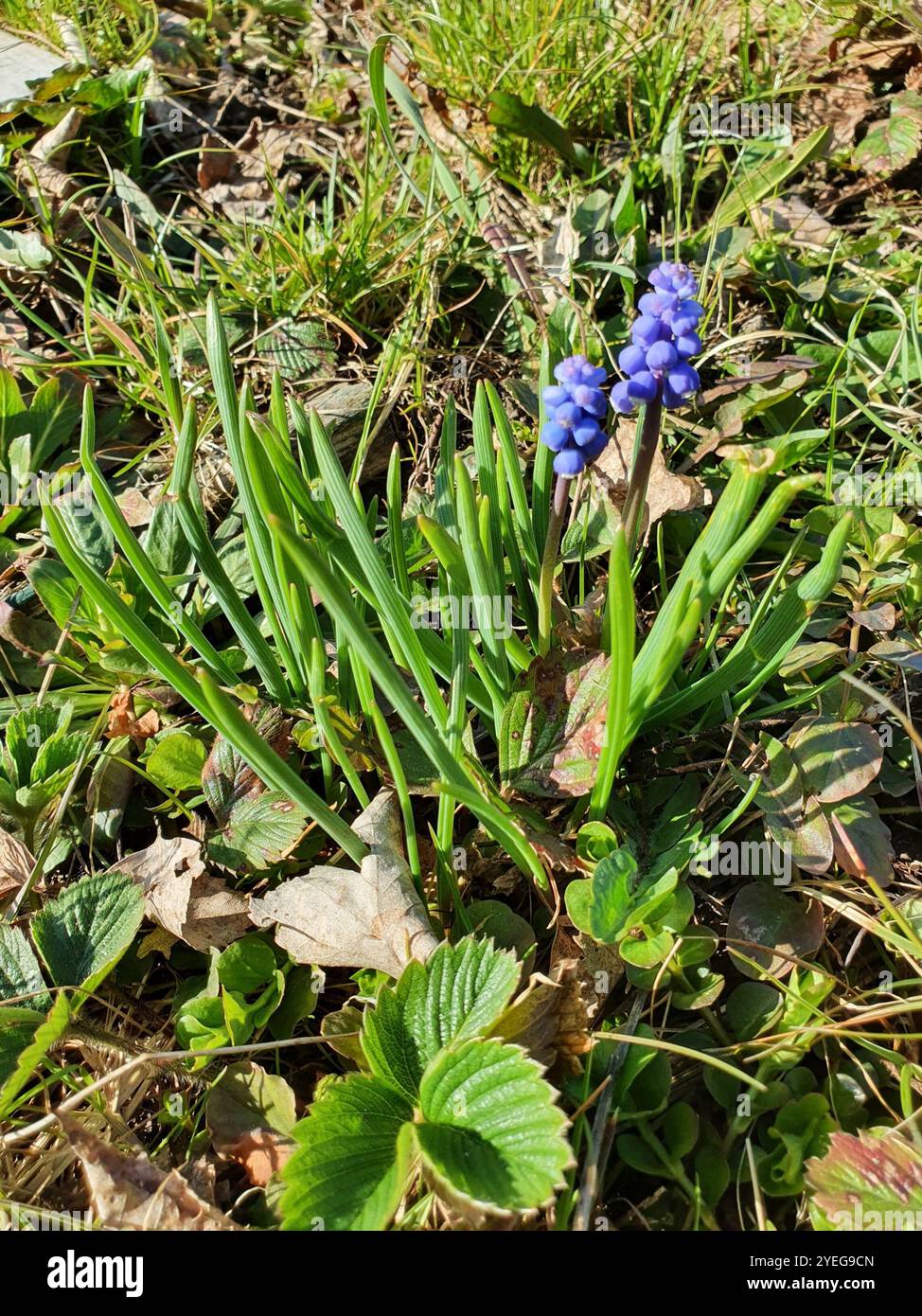 common grape hyacinth (Muscari botryoides Stock Photo - Alamy