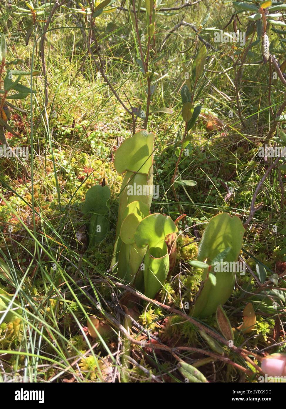 northern purple pitcher plant (Sarracenia purpurea purpurea Stock Photo ...