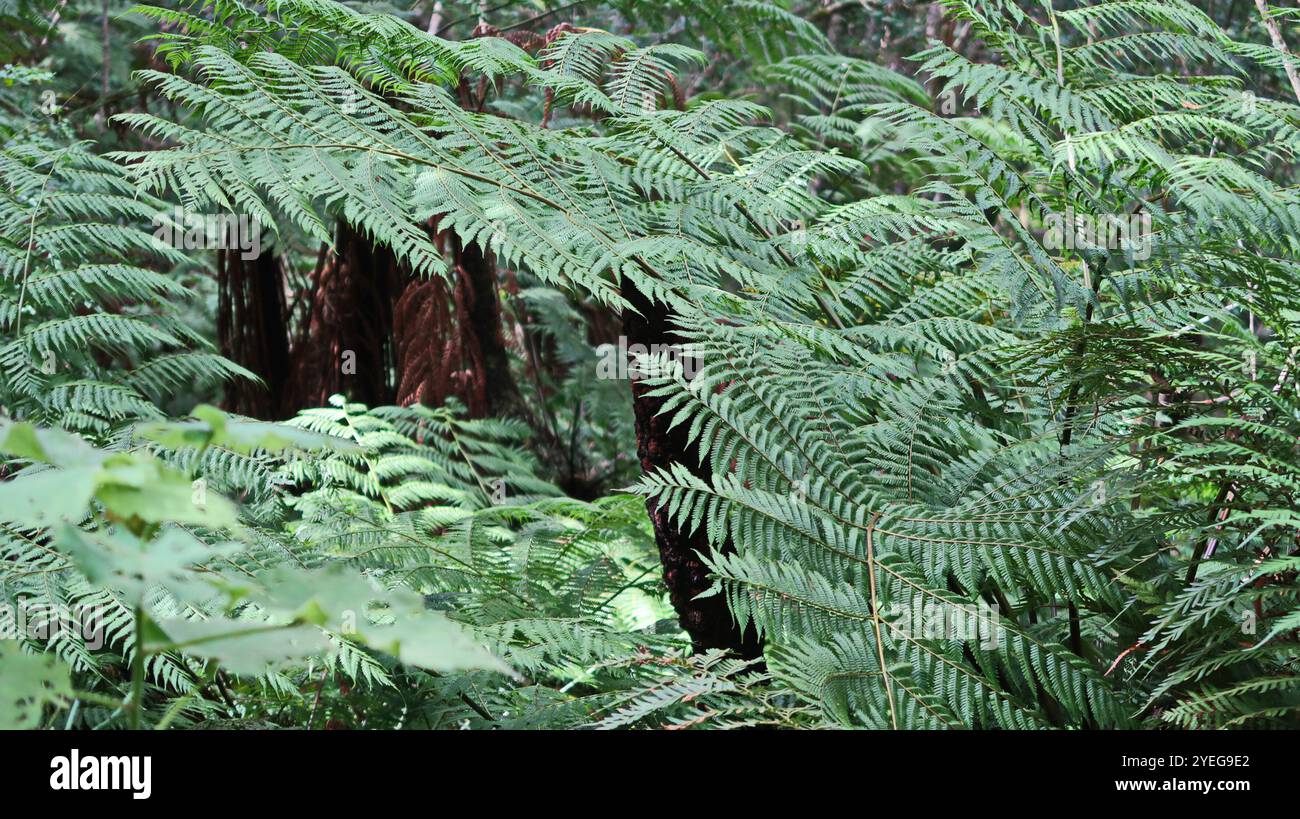 Forest Tree Fern (Cyathea capensis Stock Photo - Alamy