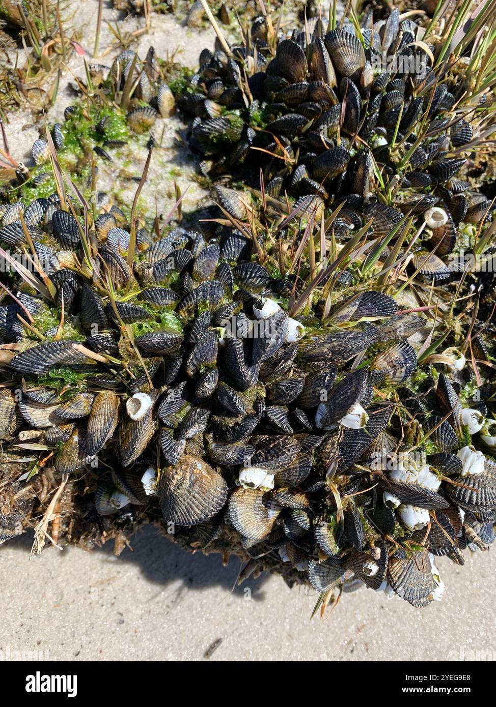 Atlantic Ribbed Mussel (Geukensia demissa Stock Photo - Alamy