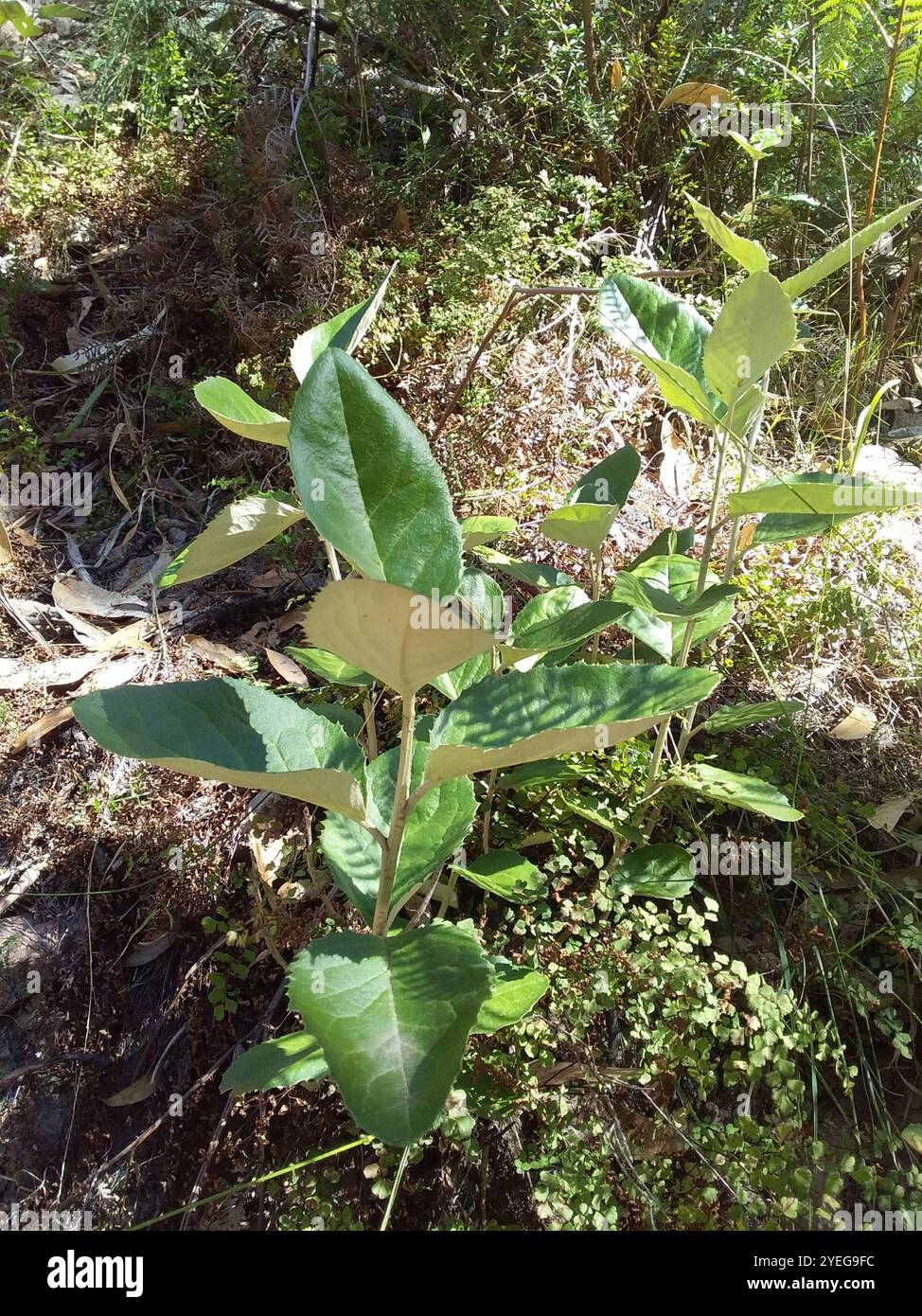 Mount Lofty daisy-bush (Olearia grandiflora Stock Photo - Alamy