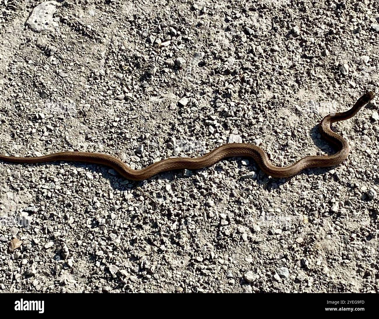 DeKay's Brownsnake (Storeria dekayi Stock Photo - Alamy