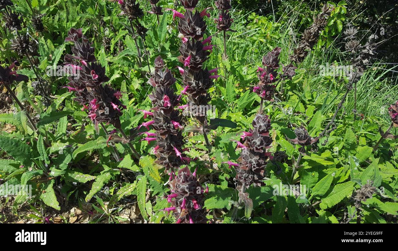Hummingbird Sage (Salvia spathacea Stock Photo - Alamy