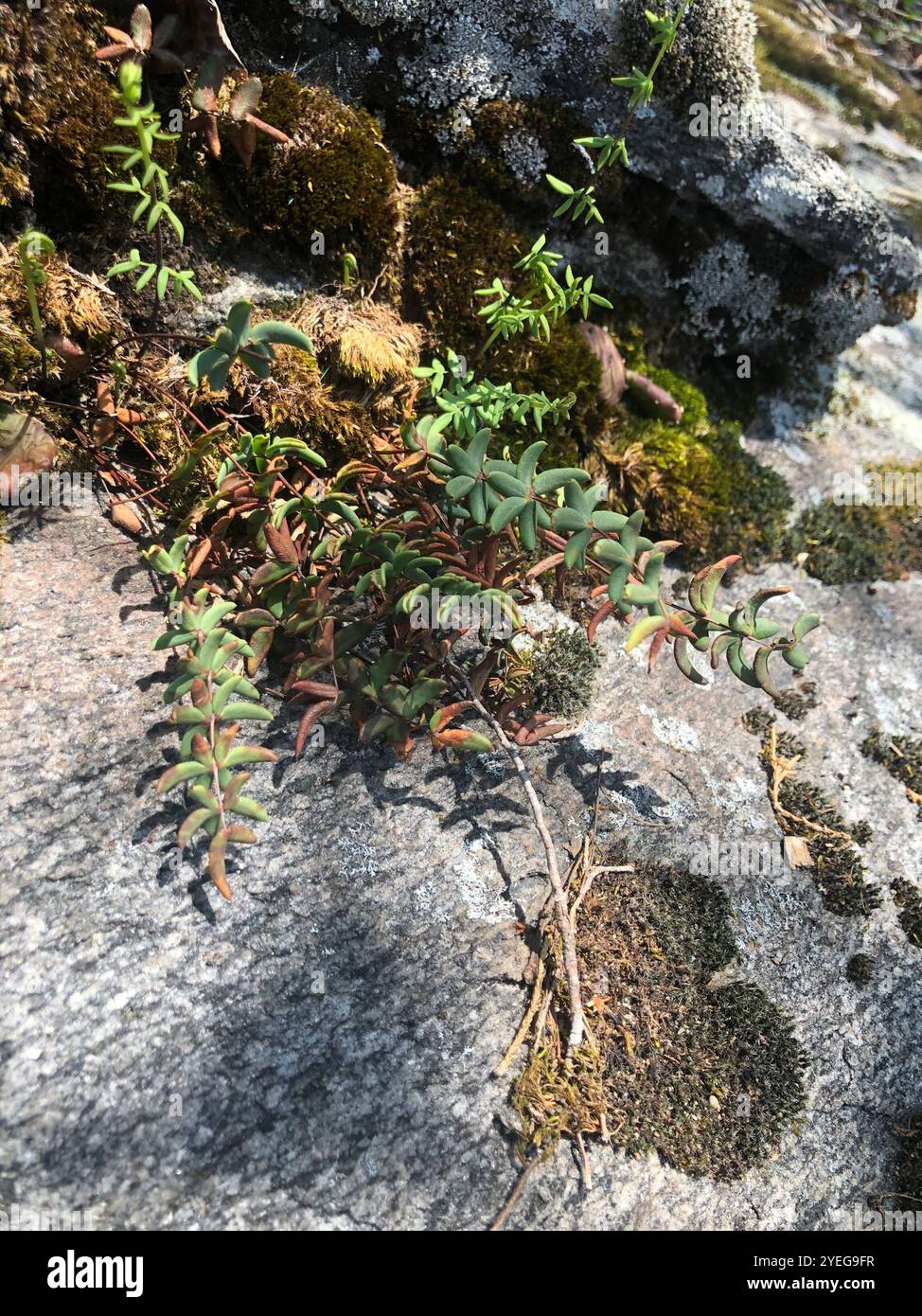 Wright's cliffbrake (Pellaea wrightiana Stock Photo - Alamy