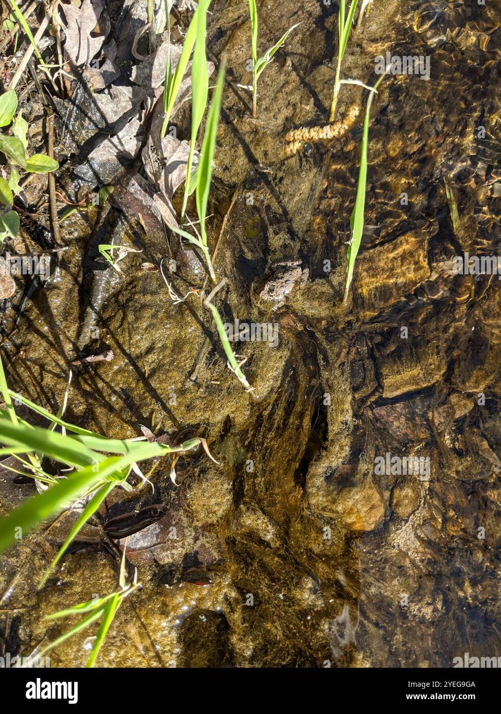 Northern Cricket Frog (Acris crepitans Stock Photo - Alamy