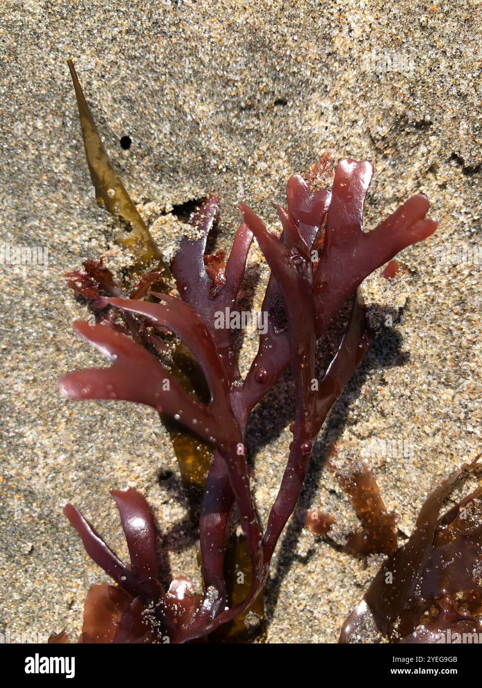 red algae (Rhodophyta Stock Photo - Alamy