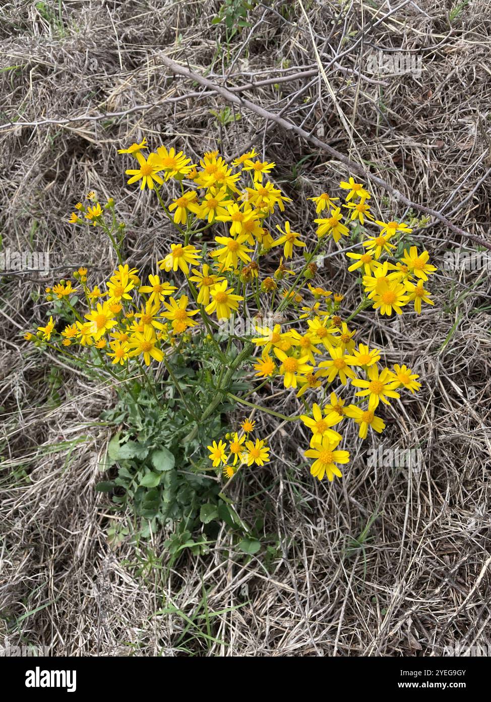 Prairie Groundsel (Packera plattensis Stock Photo - Alamy