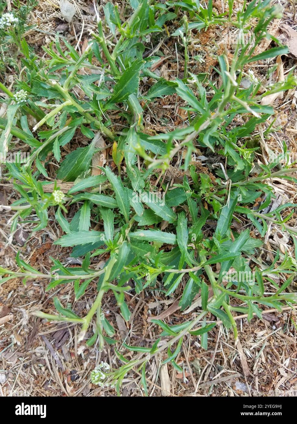 Virginia pepperweed (Lepidium virginicum Stock Photo - Alamy