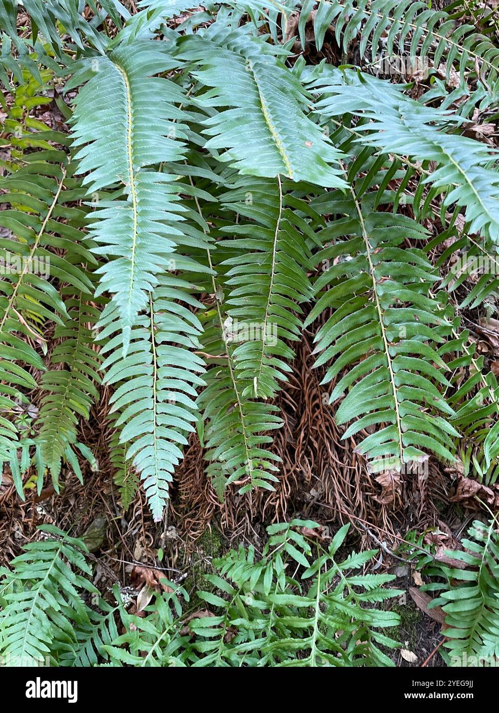 western sword fern (Polystichum munitum Stock Photo - Alamy