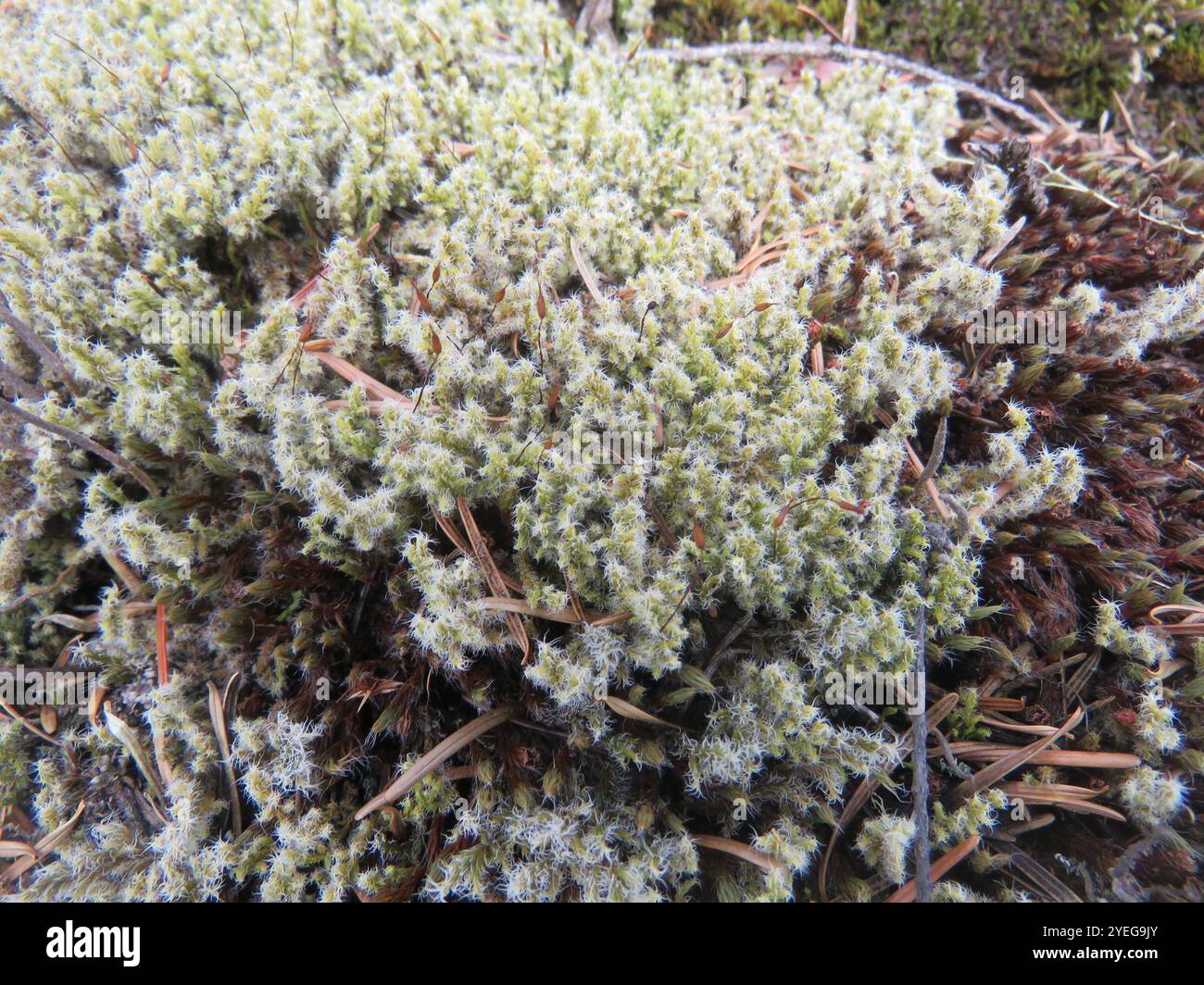 Woolly Fringe-moss (Racomitrium lanuginosum Stock Photo - Alamy