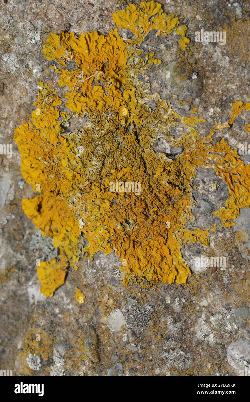 Xanthoria calcicola hi-res stock photography and images - Alamy