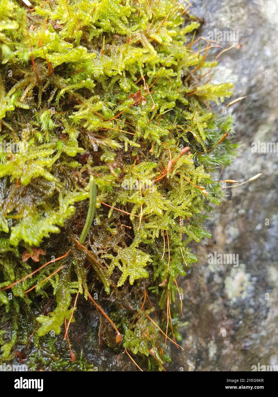 Sickle-leaved Hook-moss (Sanionia uncinata Stock Photo - Alamy