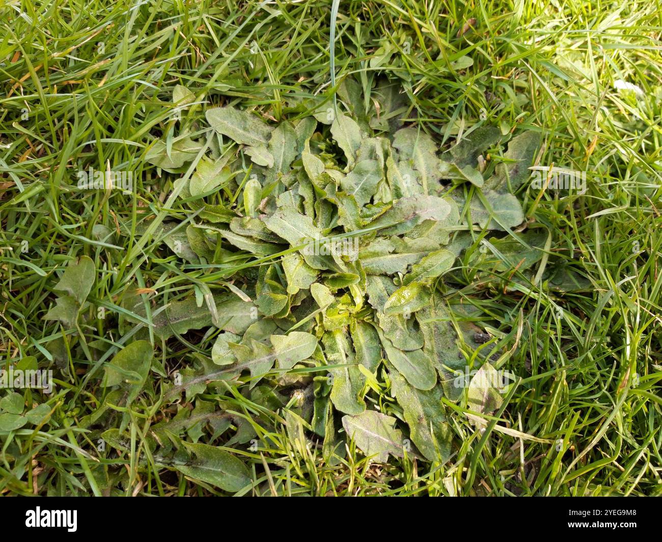 Common Cat's-ear (Hypochaeris radicata Stock Photo - Alamy
