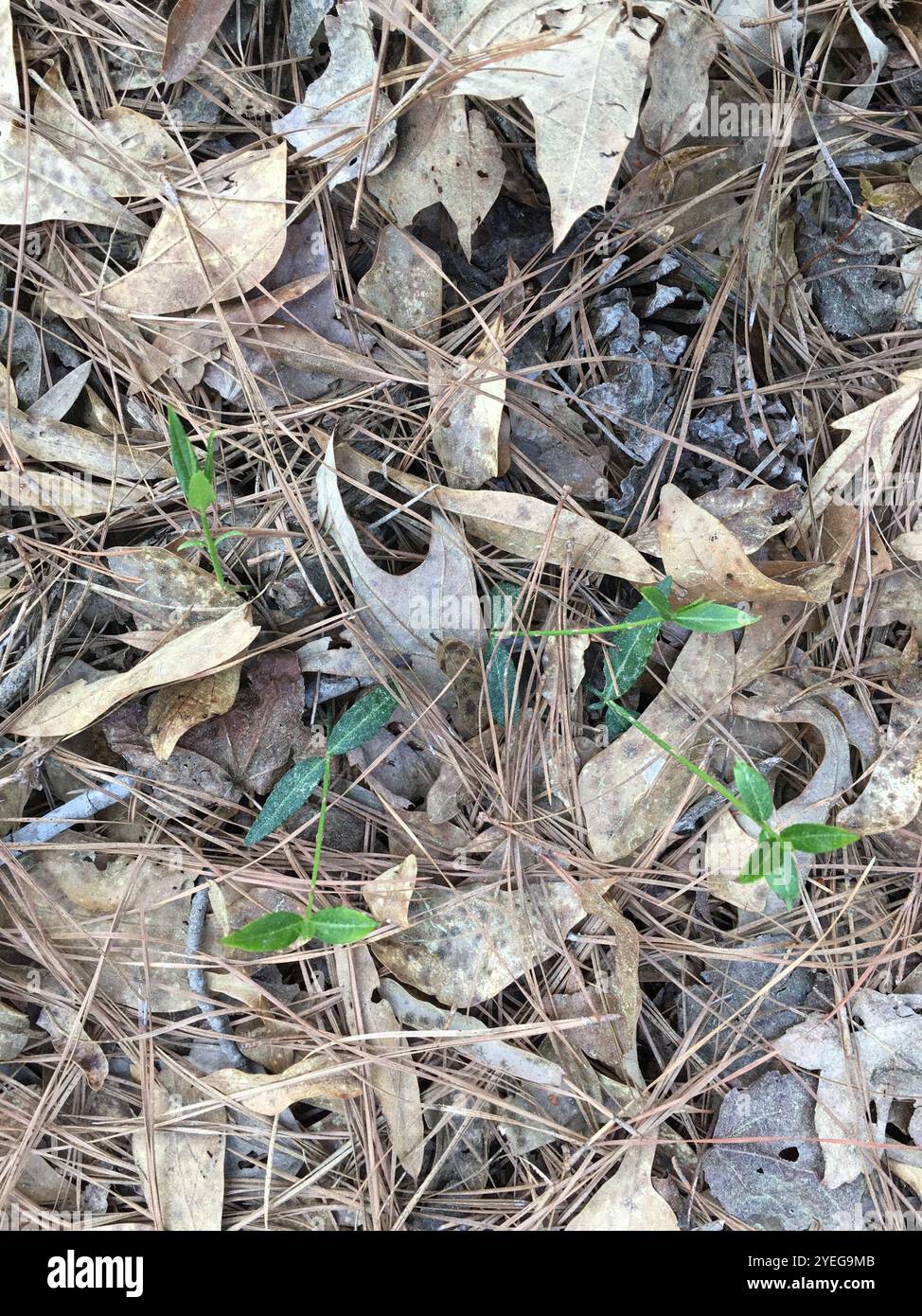 strawberry bush (Euonymus americanus Stock Photo - Alamy