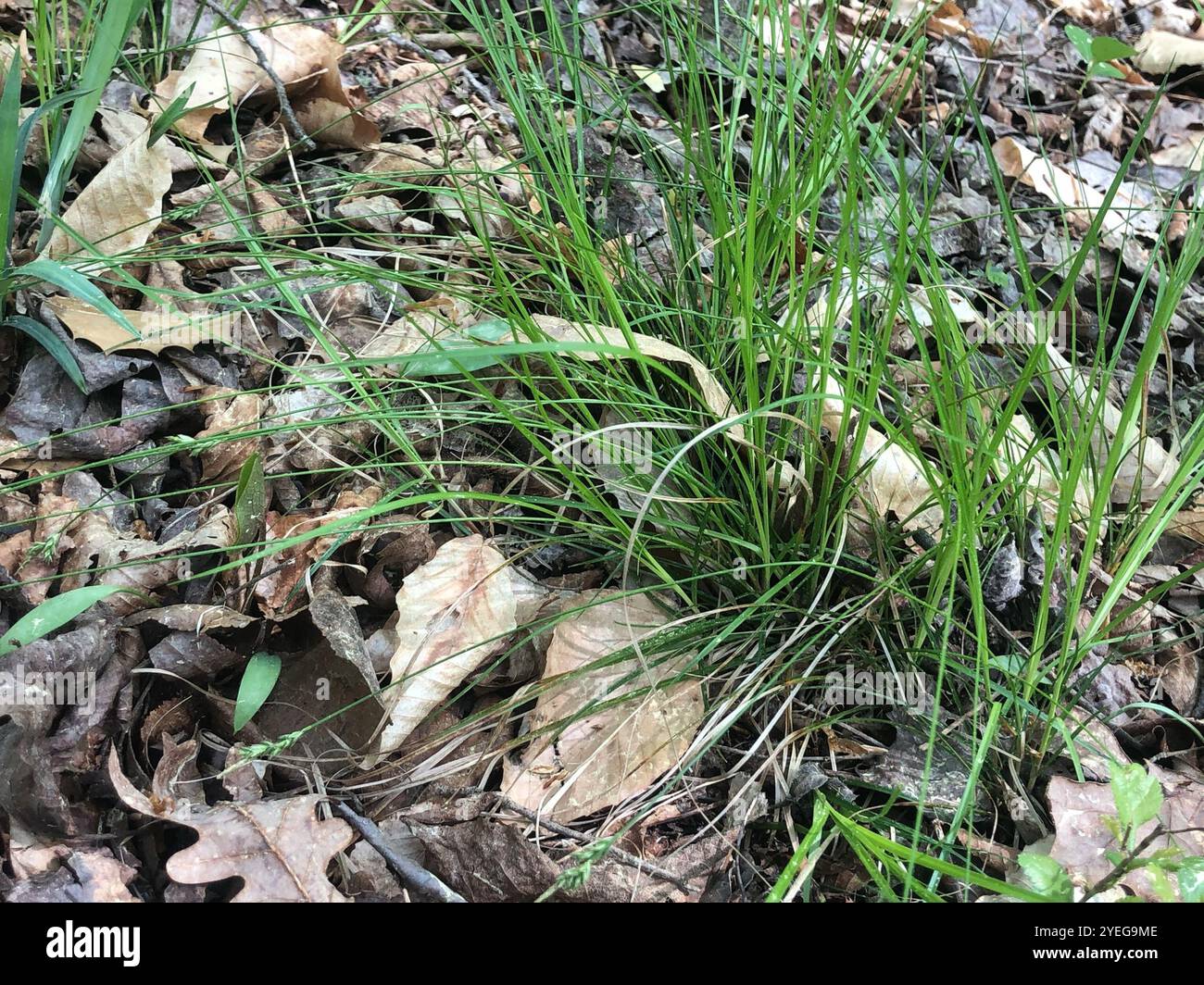 Slender Oak Sedge (Carex albicans australis Stock Photo - Alamy