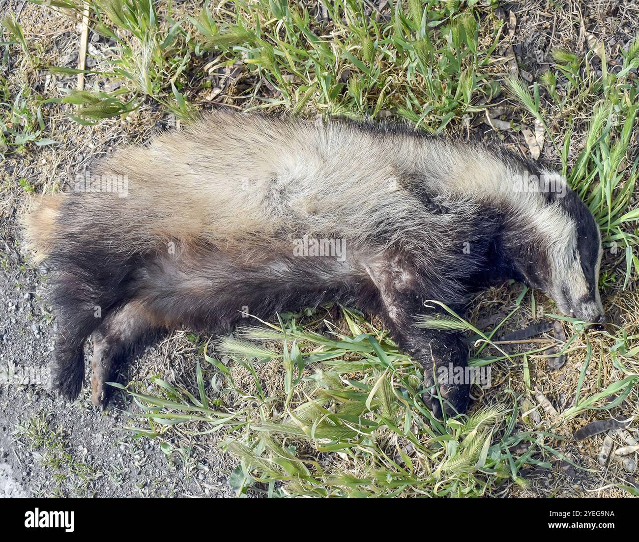 European Badger (Meles meles Stock Photo - Alamy