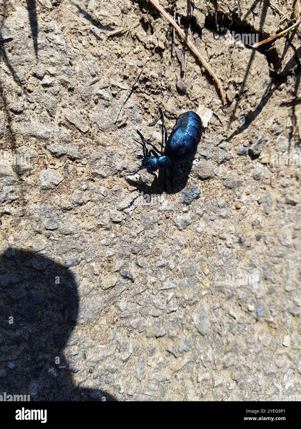 Violet Oil Beetle (Meloe violaceus Stock Photo - Alamy