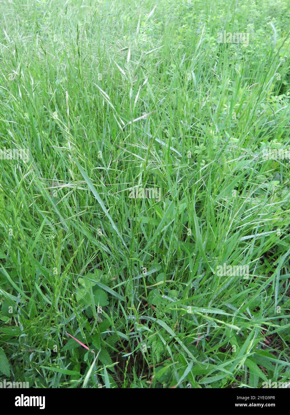 Japanese brome (Bromus japonicus Stock Photo - Alamy