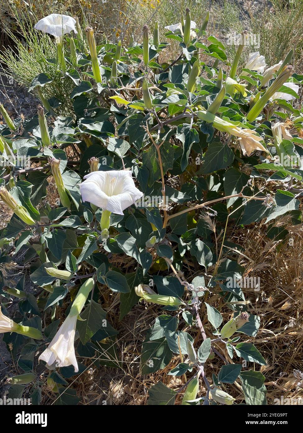 Sacred Datura (Datura wrightii Stock Photo - Alamy