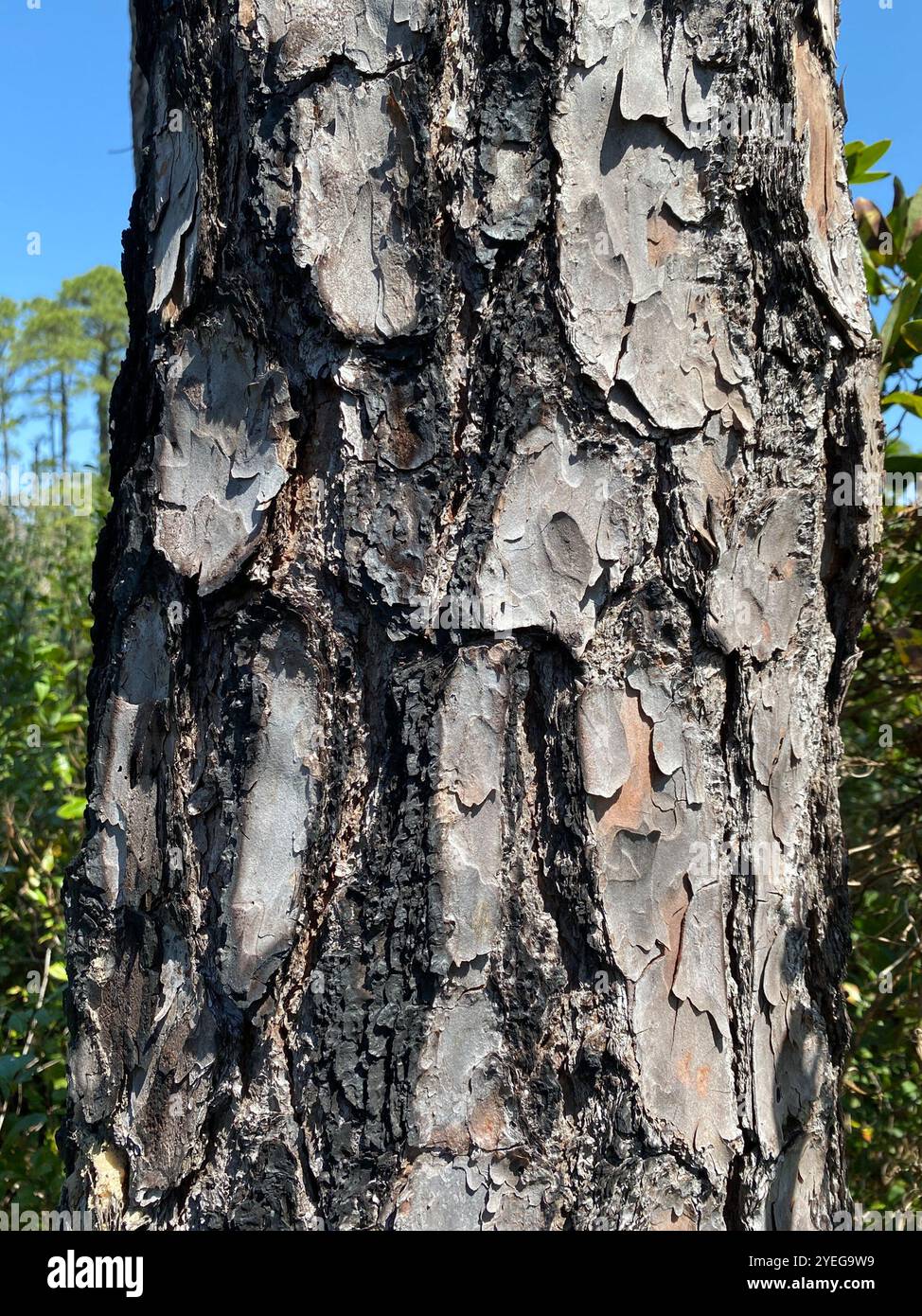 pond pine (Pinus serotina Stock Photo - Alamy