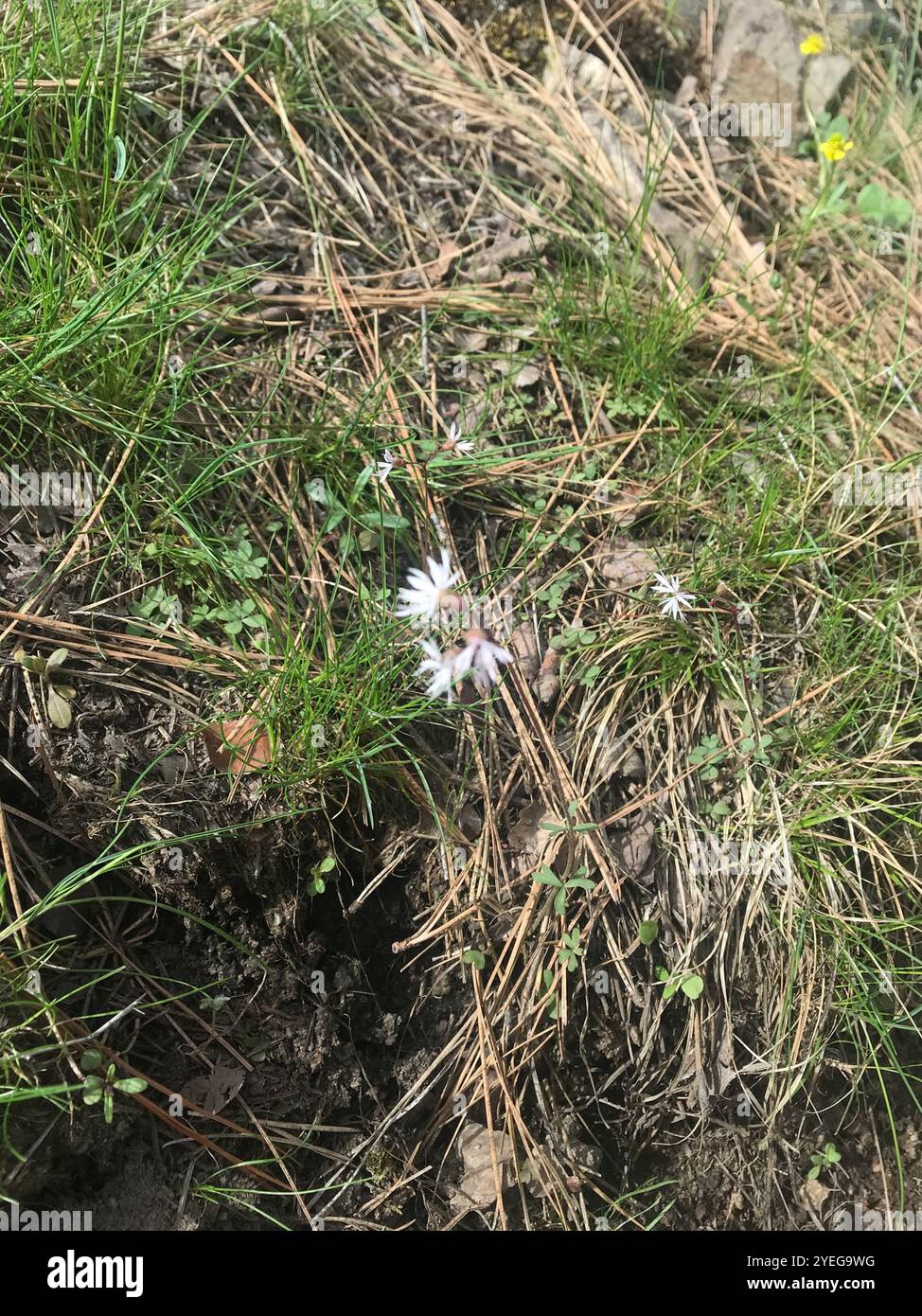 Lithophragma hi-res stock photography and images - Alamy
