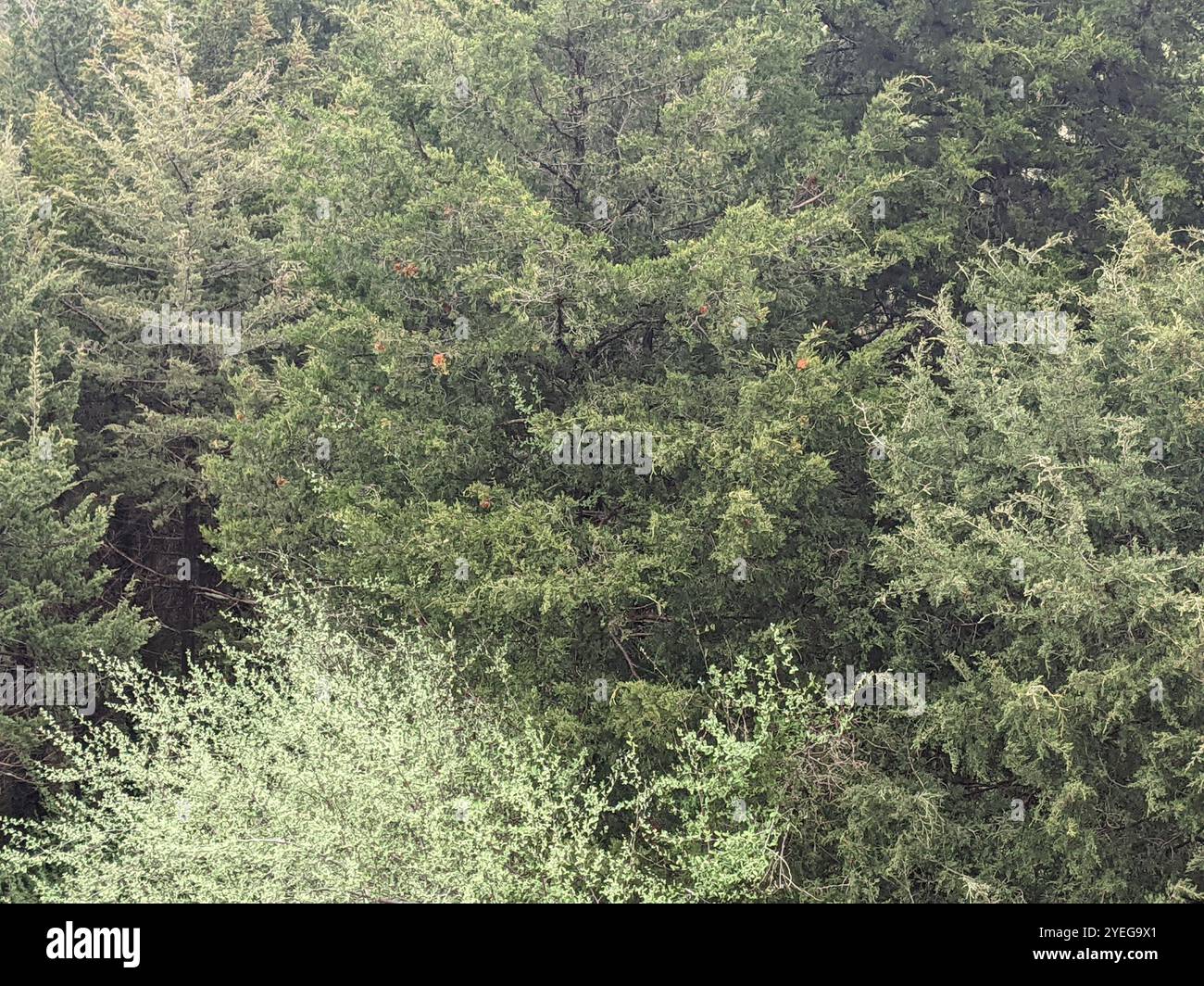 juniper-apple rust (Gymnosporangium juniperi-virginianae Stock Photo ...