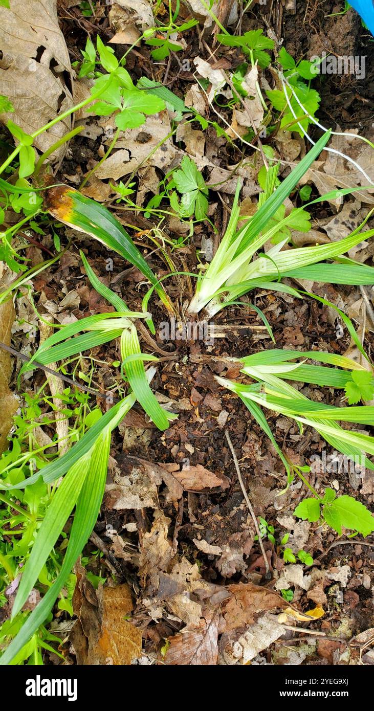 White Bear Sedge (Carex albursina Stock Photo - Alamy
