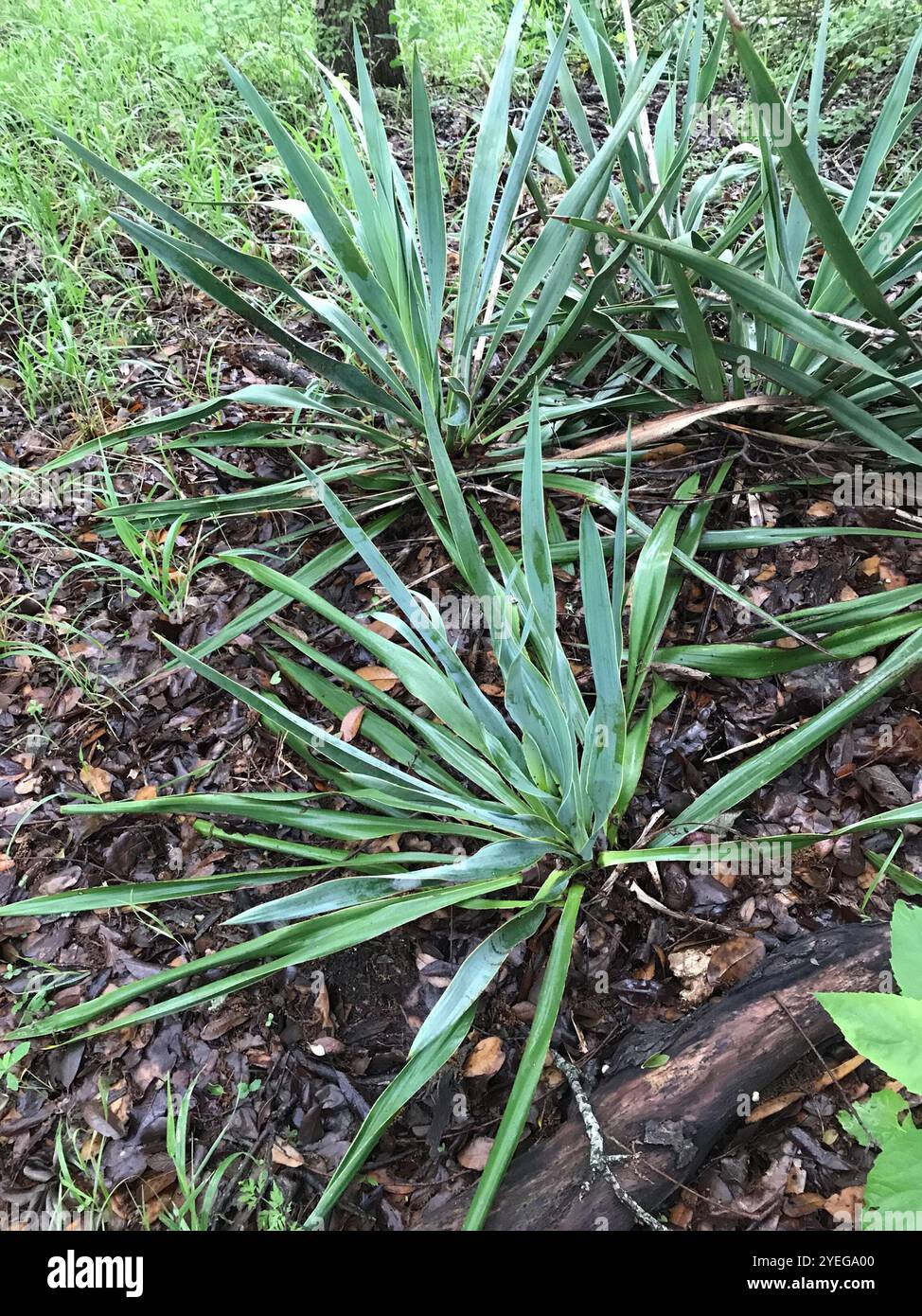 Twisted-leaf Yucca (Yucca rupicola Stock Photo - Alamy