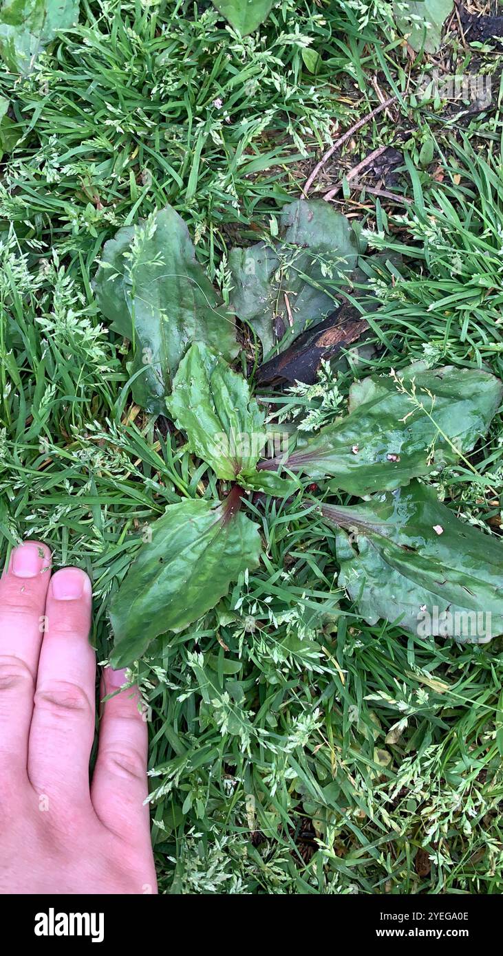 American plantain (Plantago rugelii Stock Photo - Alamy
