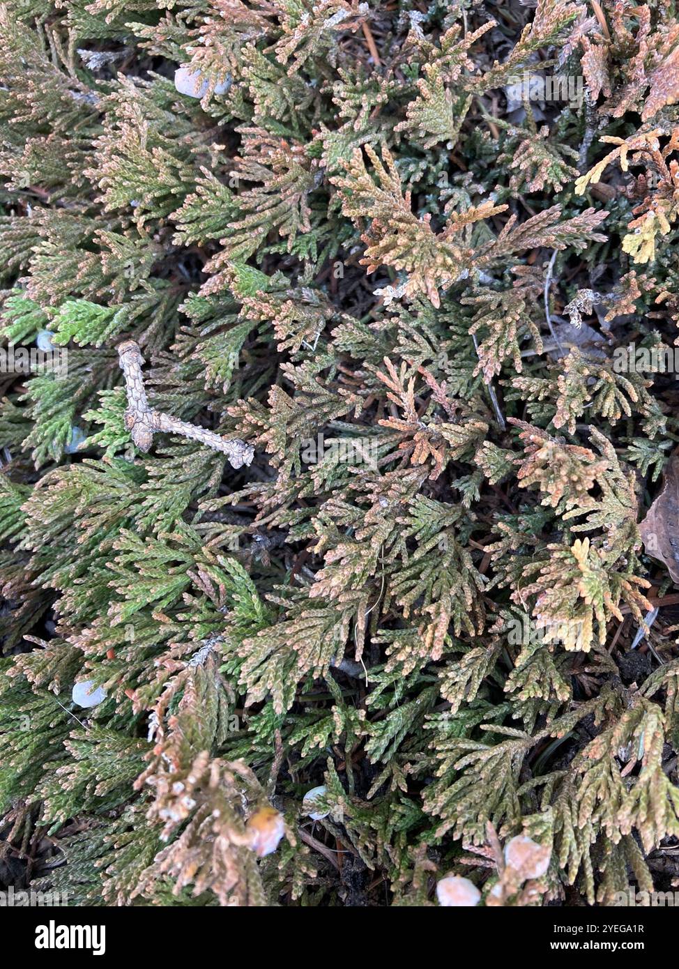 creeping juniper (Juniperus horizontalis Stock Photo - Alamy