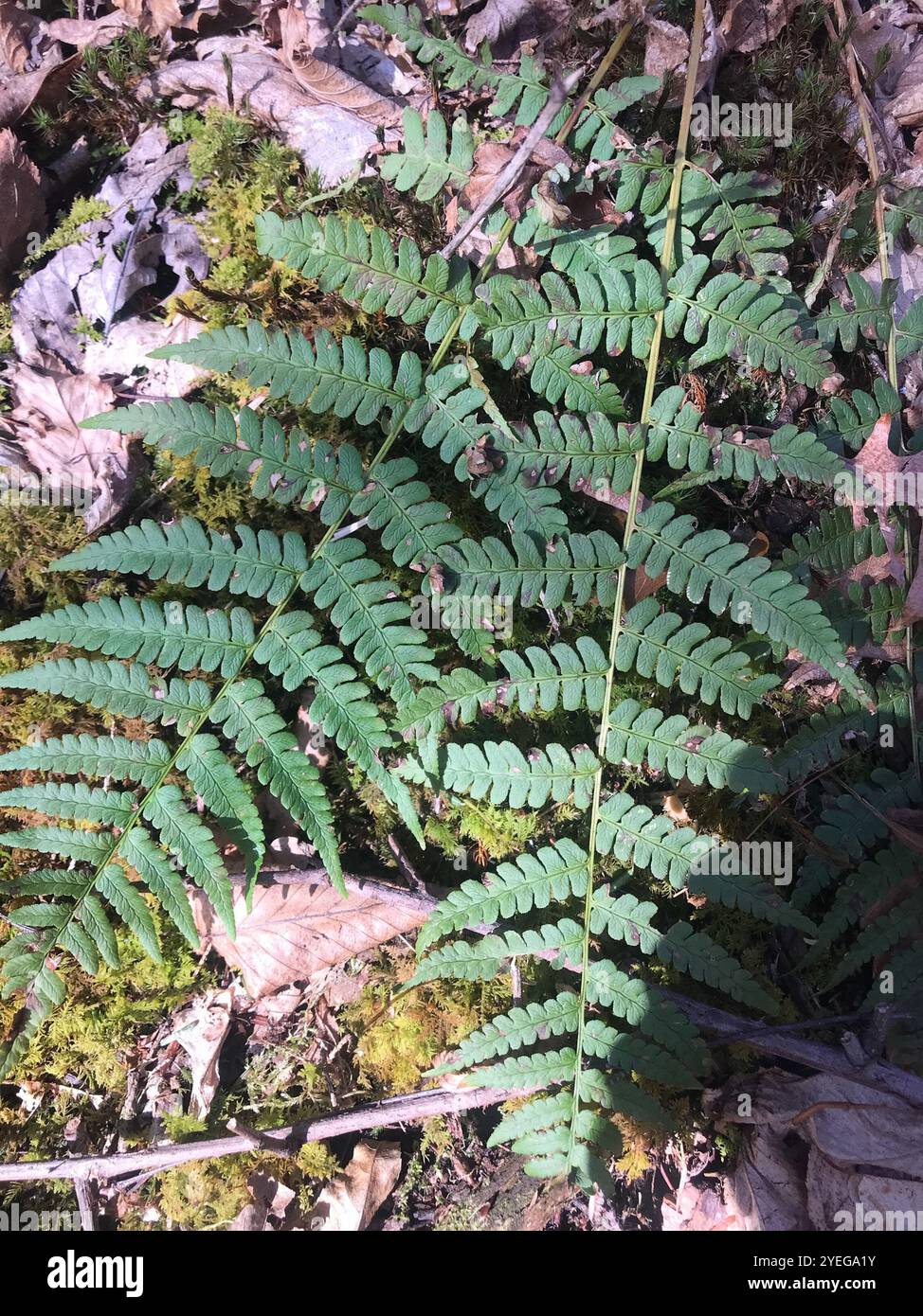 marginal wood fern (Dryopteris marginalis Stock Photo - Alamy