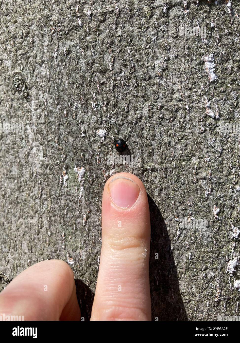 Twice-stabbed Lady Beetle (Chilocorus stigma Stock Photo - Alamy